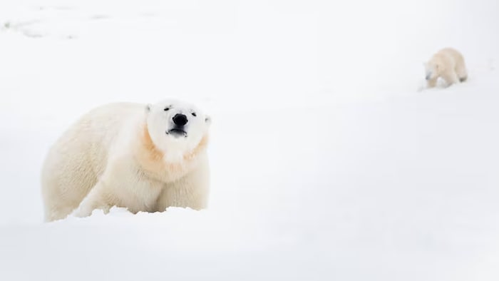 Projet de loi 5 : les ours polaires menacés, dit un groupe ...