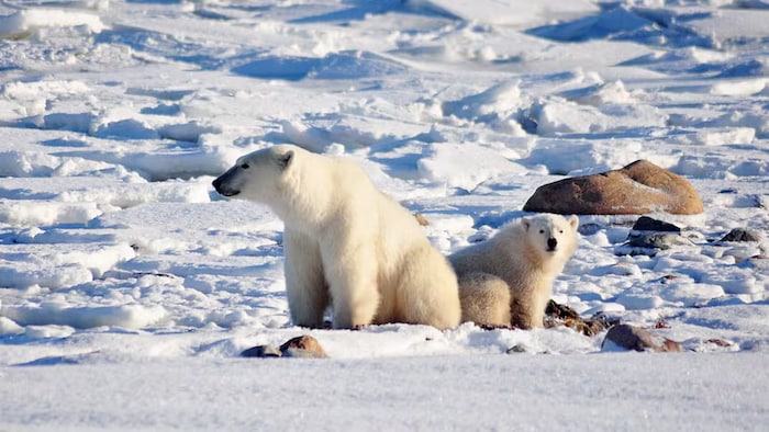 Projet de loi 5 : les ours polaires menacés, dit un groupe ...