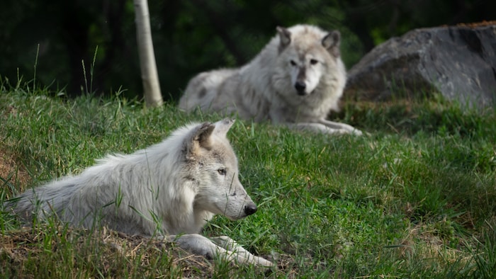 Du poisson au menu pour les loups de la forêt boréale | Radio-Canada