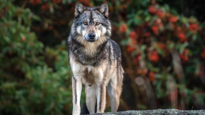 Le célèbre loup Takaya est capturé à Victoria | Radio-Canada