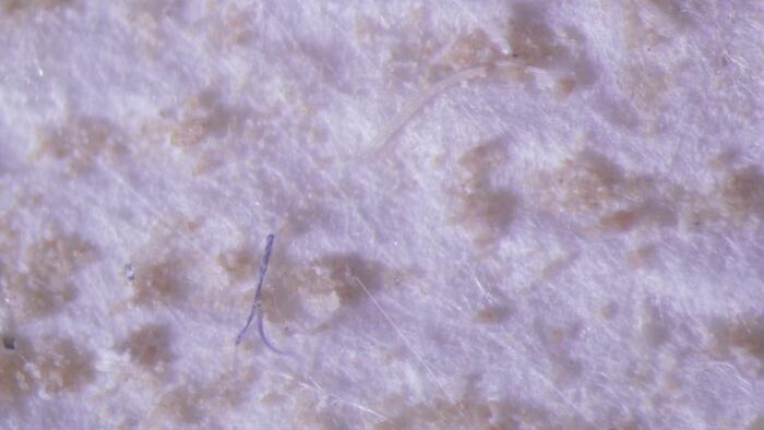 Study shows microplastics can migrate to whale and dolphin tissue ...