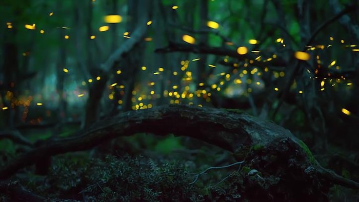 Des lucioles en grand nombre illuminent Ottawa | Radio-Canada
