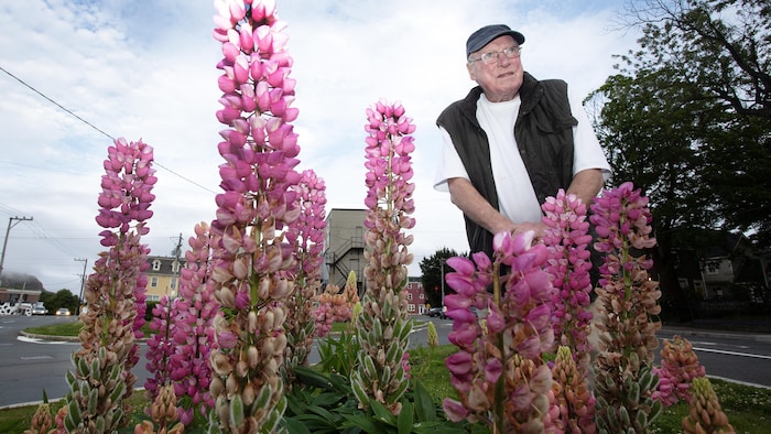 Pourquoi le violet domine-t-il dans les champs de lupins du Canada ...