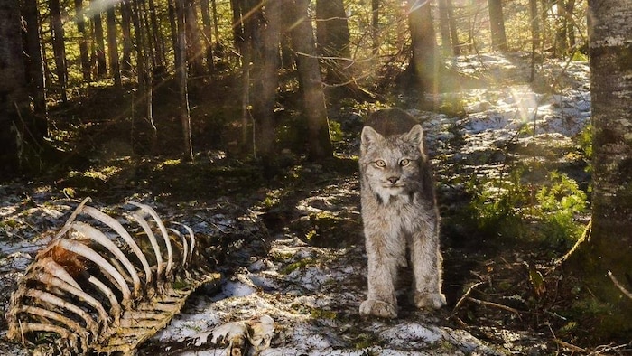 De plus en plus d’observations de lynx du Canada dans le nord du ...