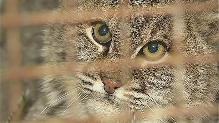 Le lynx roux chasse progressivement le lynx du Canada du sud du N.-B ...