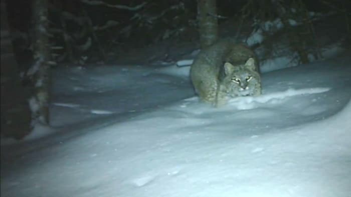Le lynx roux chasse progressivement le lynx du Canada du sud du N.-B ...