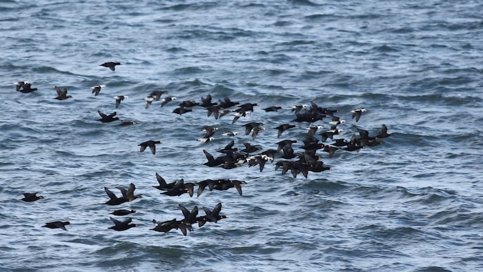Les yeux rivés sur les oiseaux migrateurs, à l’aube | Radio-Canada