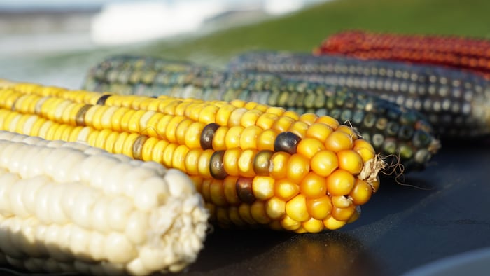 Conserver le patrimoine agricole un grain de maïs à la fois | Radio-Canada
