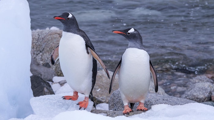 Le dégivrage du futur sera-t-il inspiré du manchot papou? | Radio-Canada