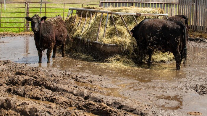 Entre sécheresse et pluies abondantes, des fermiers se réinventent ...