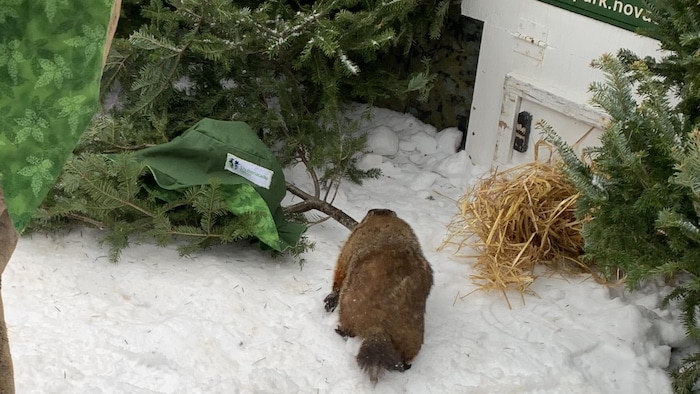 Les plus célèbres marmottes prédisent un printemps hâtif | Radio-Canada