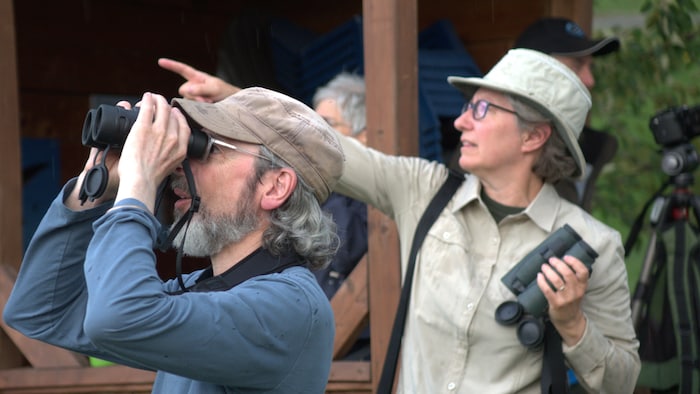 Les cheminées au cœur d’un programme de rétablissement du martinet ...