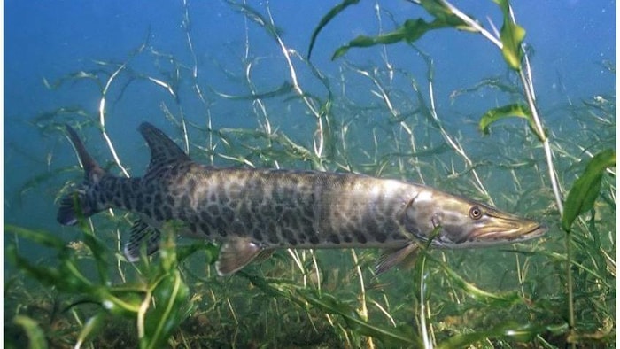 Recenser les poissons envahissants dans le fleuve Saint-Jean à l'aide d ...
