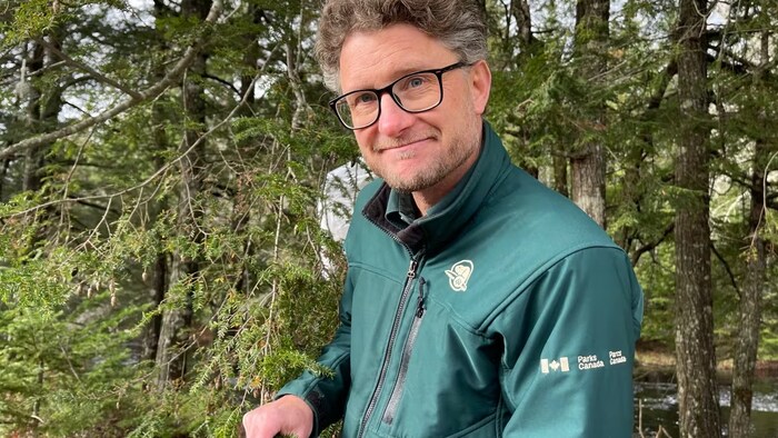 Des coléoptères venus de l’Ouest pour sauver les pruches de la N.-É ...