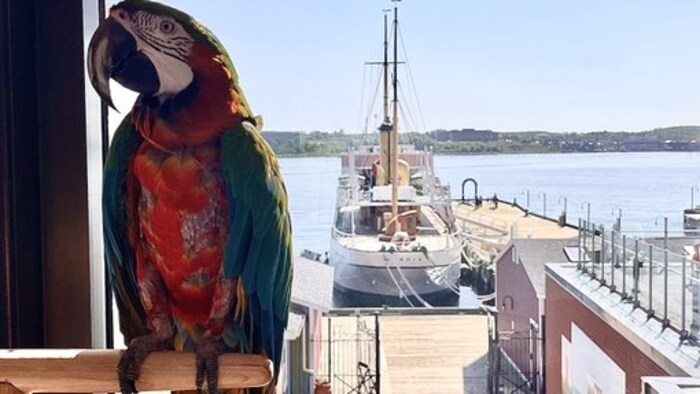 Le perroquet du Musée maritime d’Halifax se plaît bien en Ontario ...