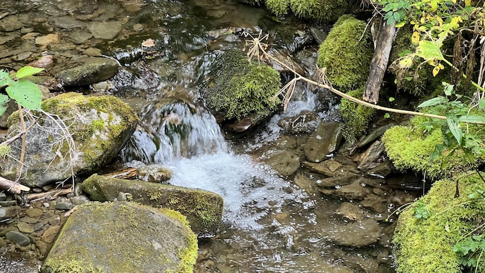 La Matanie dépose son plan de conservation des milieux humides | Radio ...