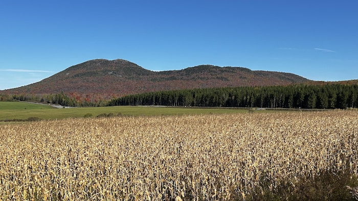 La flambée des couleurs est à son apogée au mont Ham | Radio-Canada