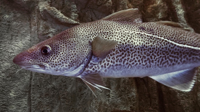 Et si la morue revenait dans le golfe? | Radio-Canada