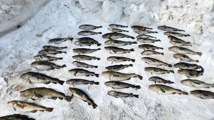 Un pêcheur de la Péninsule acadienne pris la main dans le sac avec 49 ...