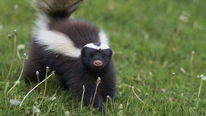 Éliminer l’odeur désagréable des moufettes grâce à un champignon ...