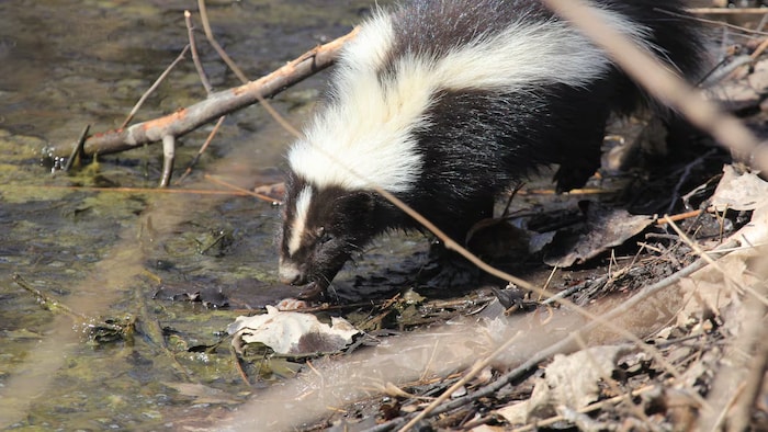 Se débarrasser des odeurs de mouffettes en quelques étapes | Radio-Canada