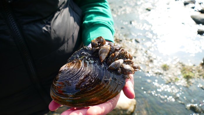 Dix ans plus tard, la moule zébrée est au Manitoba pour de bon | Radio ...