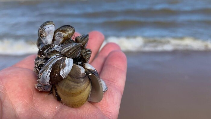 Des moules zébrées découvertes au parc provincial de Saint-Malo | Radio ...