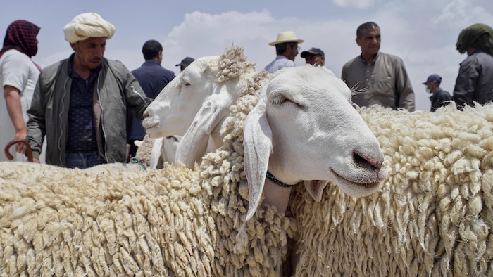 Les musulmans du monde entier célèbrent l’Aïd al-Adha, la fête du ...