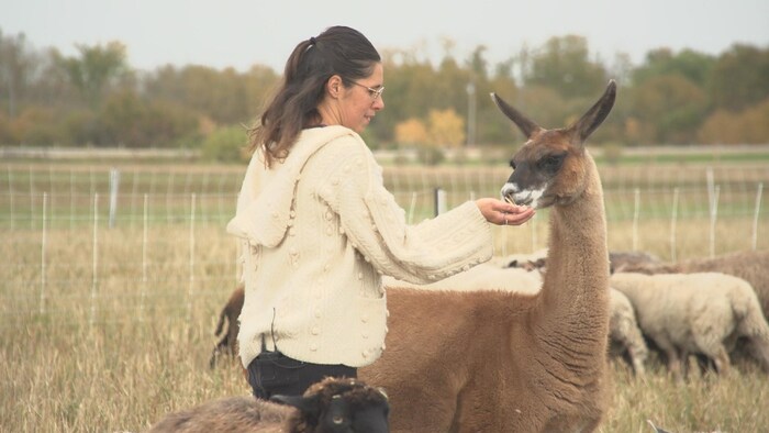 Laine, écologie et francophonie font bon ménage à Sainte-Geneviève ...