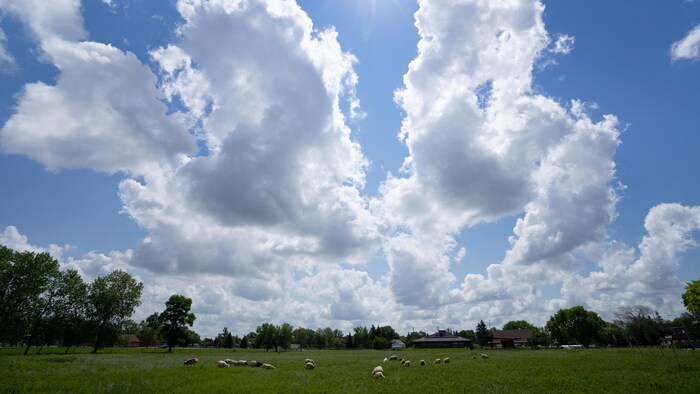 [EN IMAGES] Comment préserver une prairie, à coups de briquet et de ...