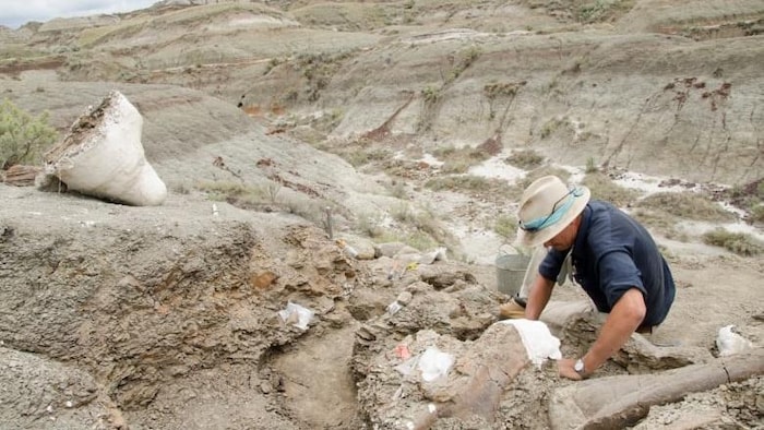 Une maladie des os chez les dinosaures serait semblable à celle qui ...