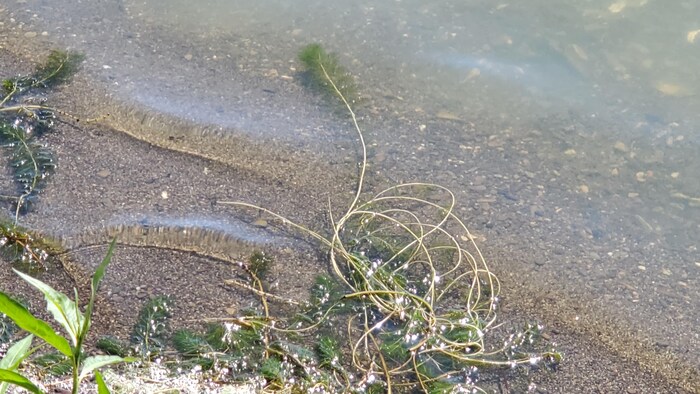 Québec octroie 500 000 $ à la lutte aux espèces exotiques envahissantes ...