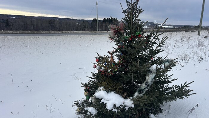 Qui décore le mystérieux sapin de Noël à Grand-Sault? | Radio-Canada