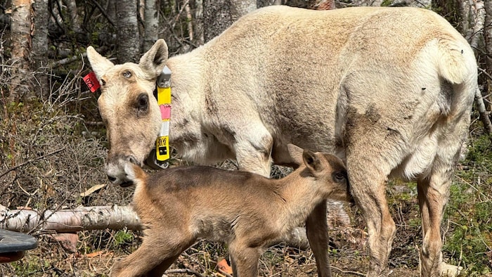 Les nouvelles naissances de caribous suscitent l’espoir en Gaspésie ...