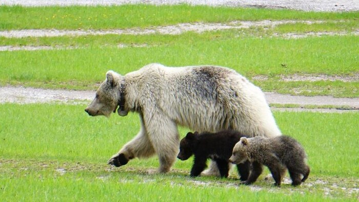 Appels à la protection des ours après la mort de Nakoda, un rare ...
