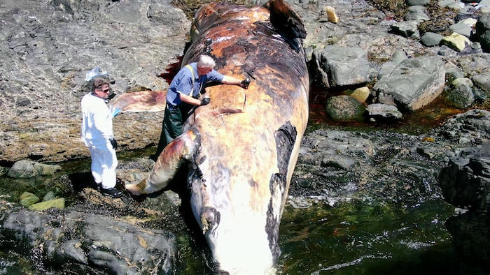Les conclusions des nécropsies de trois baleines attendues au début de ...