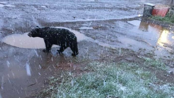 Il neige en juillet à Schefferville | Radio-Canada