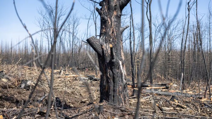 Les arbres brûlés par le feu de forêt d’Halifax ont droit à une ...