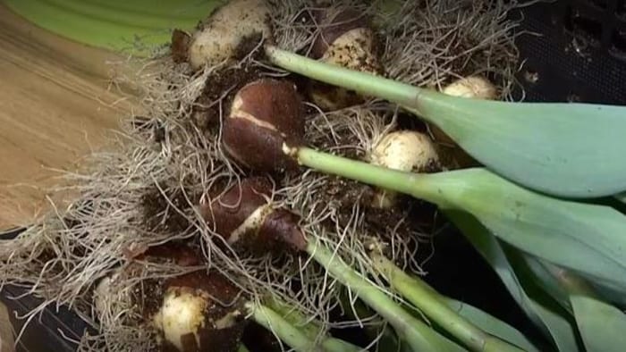 Une Saskatchewanaise cultive des tulipes toute l’année dans son sous ...