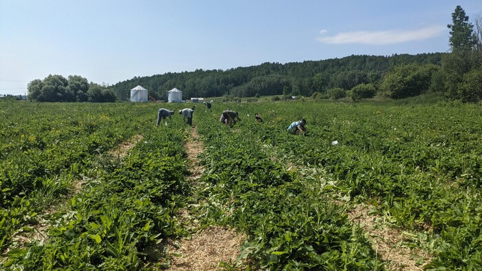 L’autocueillette des fraises fait des heureux au Témiscamingue | Radio ...