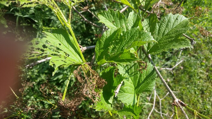 Un insecte malodorant s'attaque à des arbustes en Nouvelle-Écosse ...