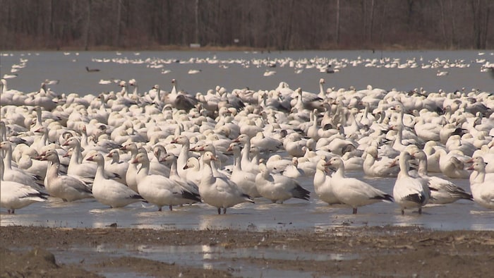 Les oies blanches boudent les champs couverts de neige de Baie-du ...