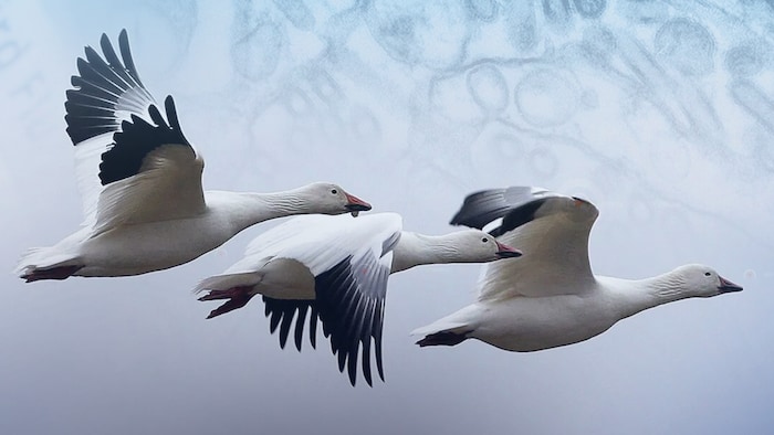 Chasse aux oies : les experts conseillent d’être attentifs au risque de ...