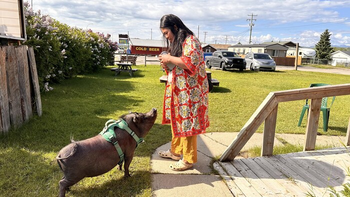 Okotoks lance un projet pilote pour les animaux de ferme comme soutien ...