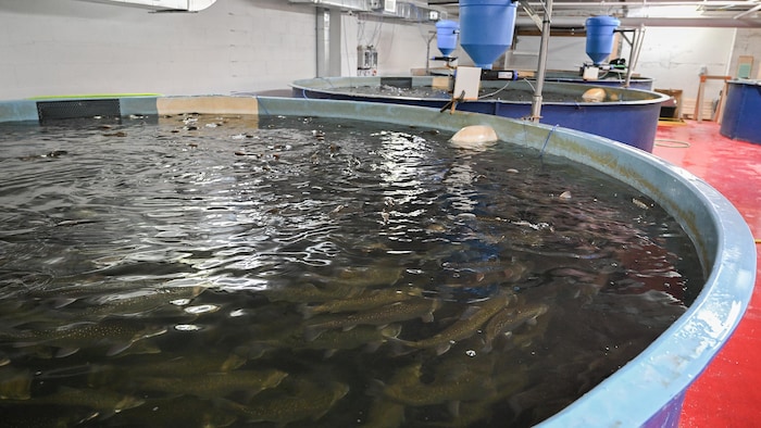 Opercule : une ferme d’aquaculture en plein cœur de Montréal | Radio-Canada