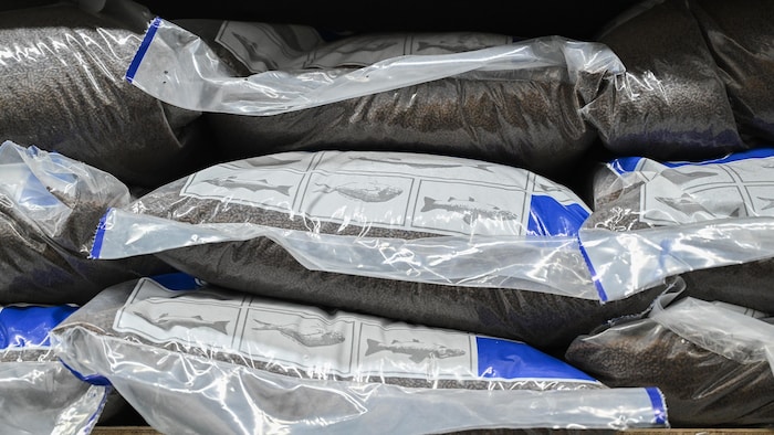 Opercule : une ferme d’aquaculture en plein cœur de Montréal | Radio-Canada