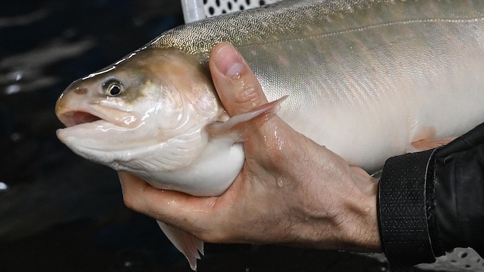 Opercule : une ferme d’aquaculture en plein cœur de Montréal | Radio-Canada