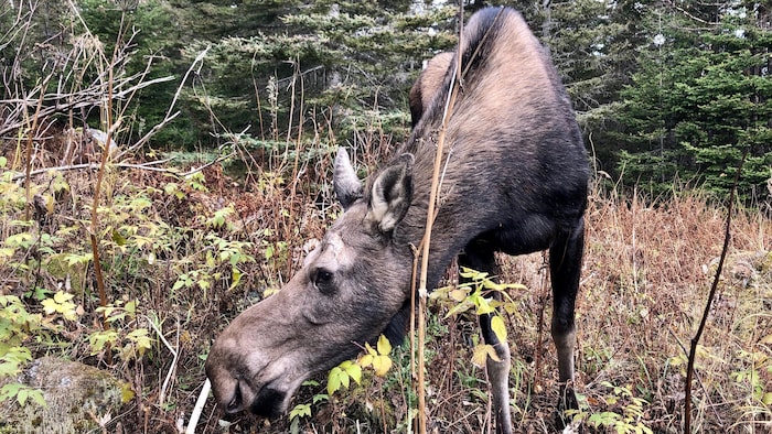 Nouvelle option pour la chasse à l’orignal dans des réserves fauniques ...