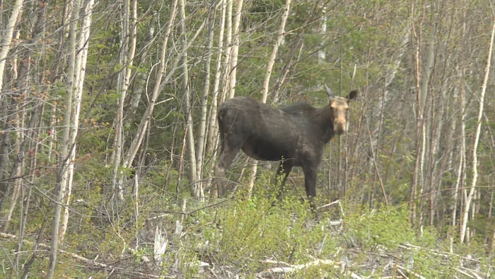 2020, année record pour la chasse à l’orignal au Nouveau-Brunswick ...