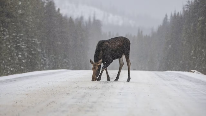 Parcs Canada met en garde contre les orignaux attirés par le sel sur ...